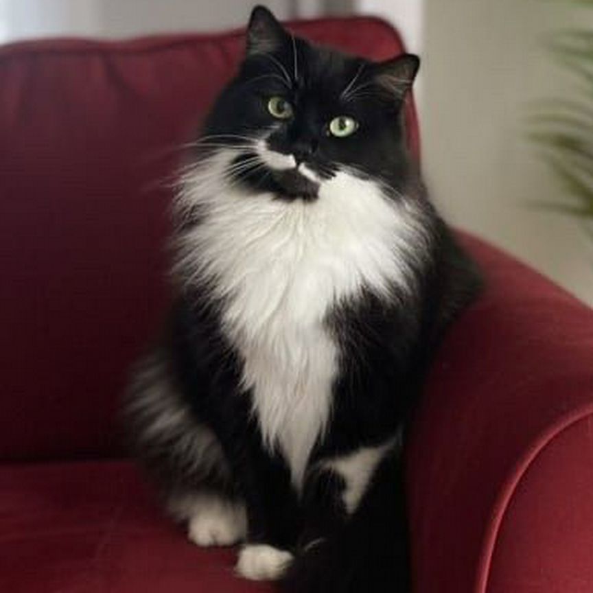 Взрослая кошка в добрые руки