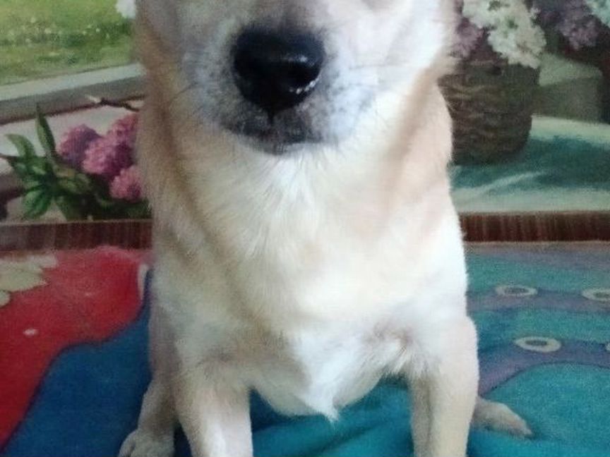 Маленькой собачке нужен дом