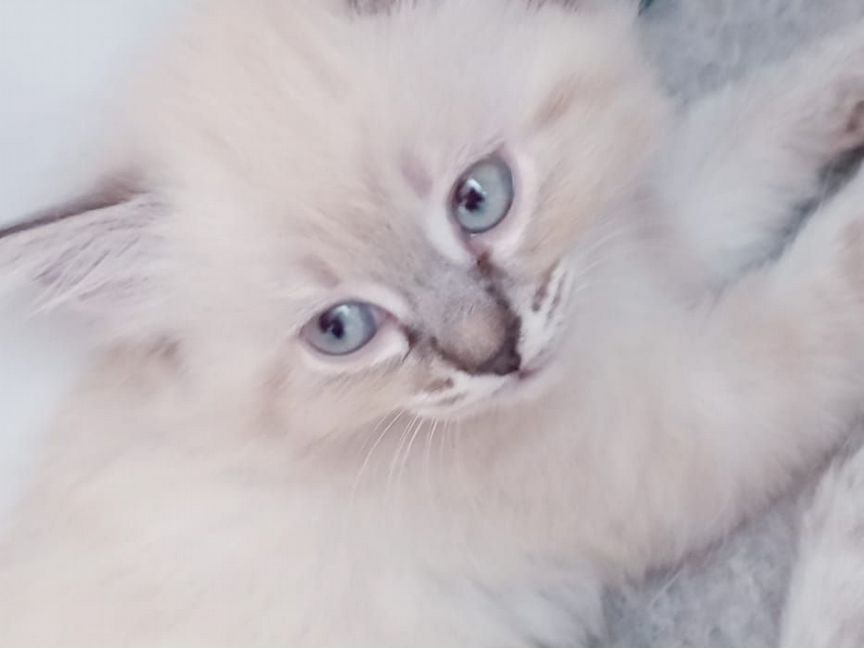 Невский маскарадный кот