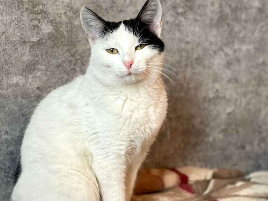 Котик молодой