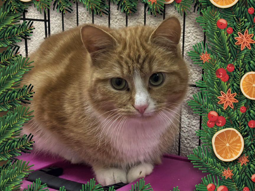 Котенок рыжий мальчик