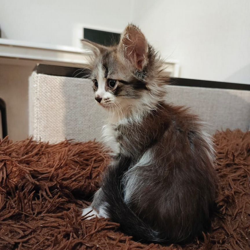 Котятки малышатки