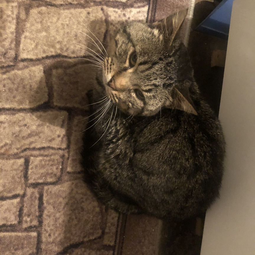 Котик в добрые руки