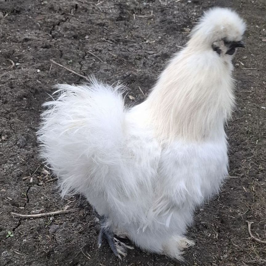 Петух китайский шелковый