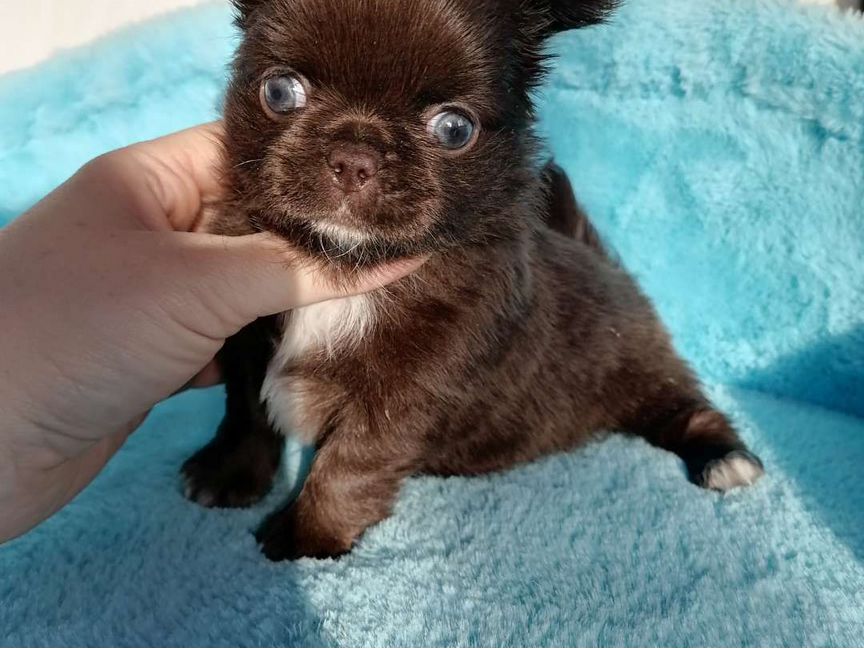 Щенки чихуахуа