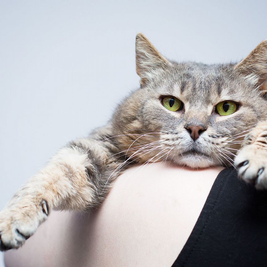 Самый ручной кот