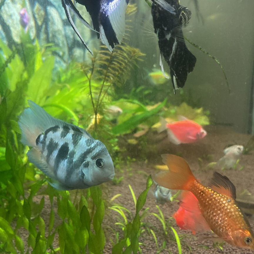 Аквариумные рыбки