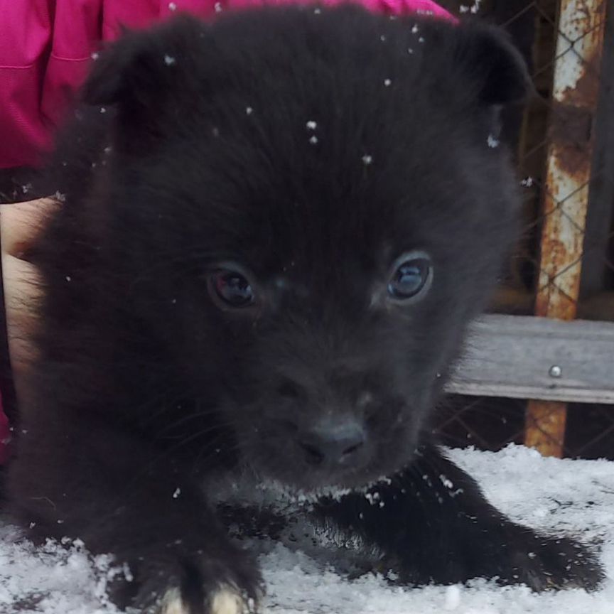 Лайка, щенок