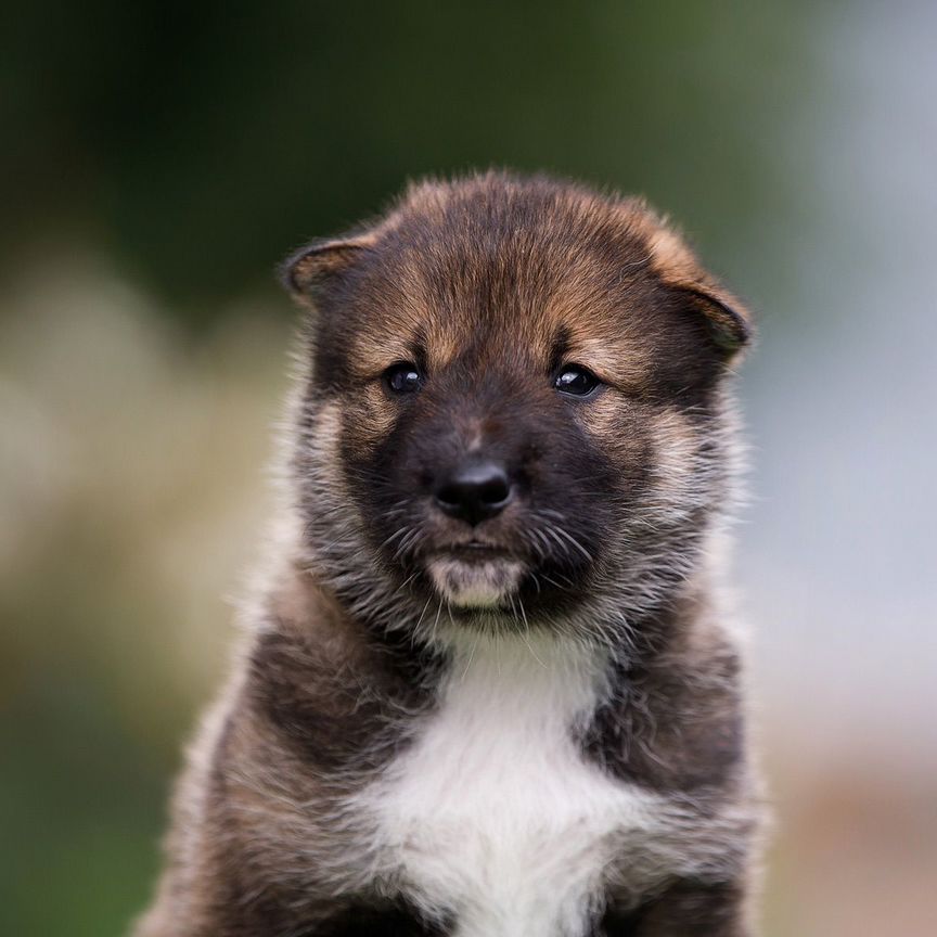 Сикоку. Японская собака