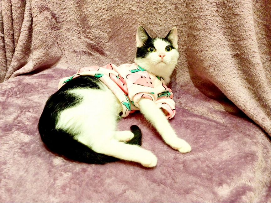 Котёнок (4 месяца) в дар бесплатно