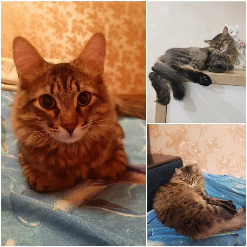 Кот