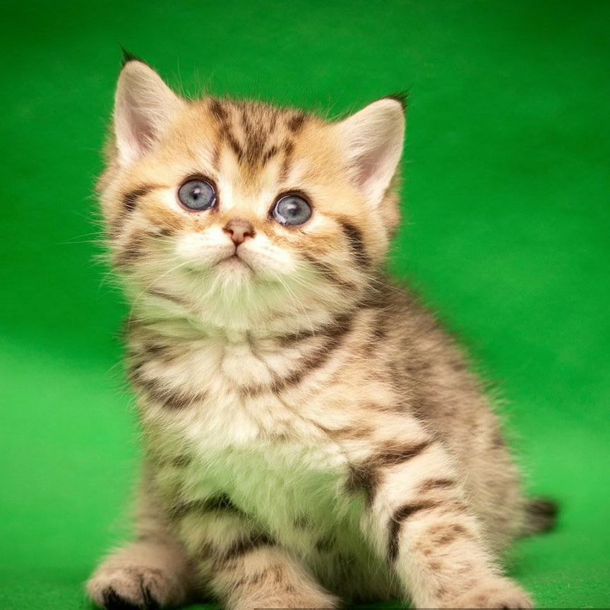 Британские котята