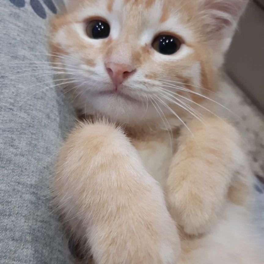 Кошки