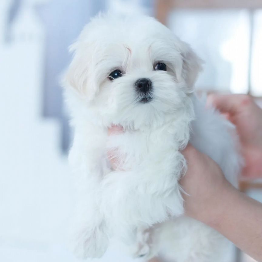 Мальтезе девочка мини корея