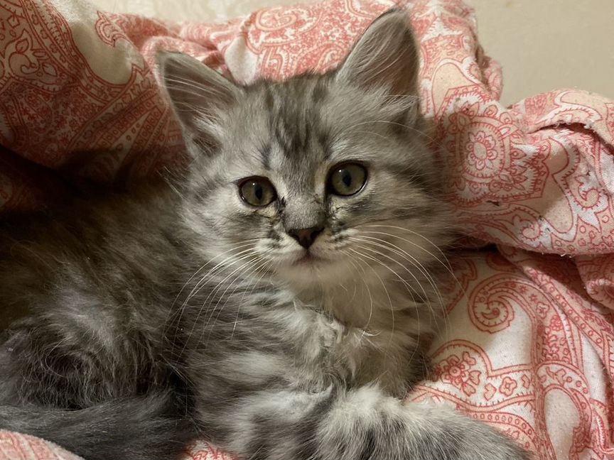 Шотландский котёнок