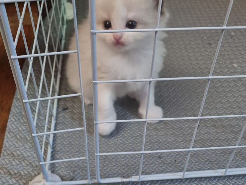 Котята Регдолл