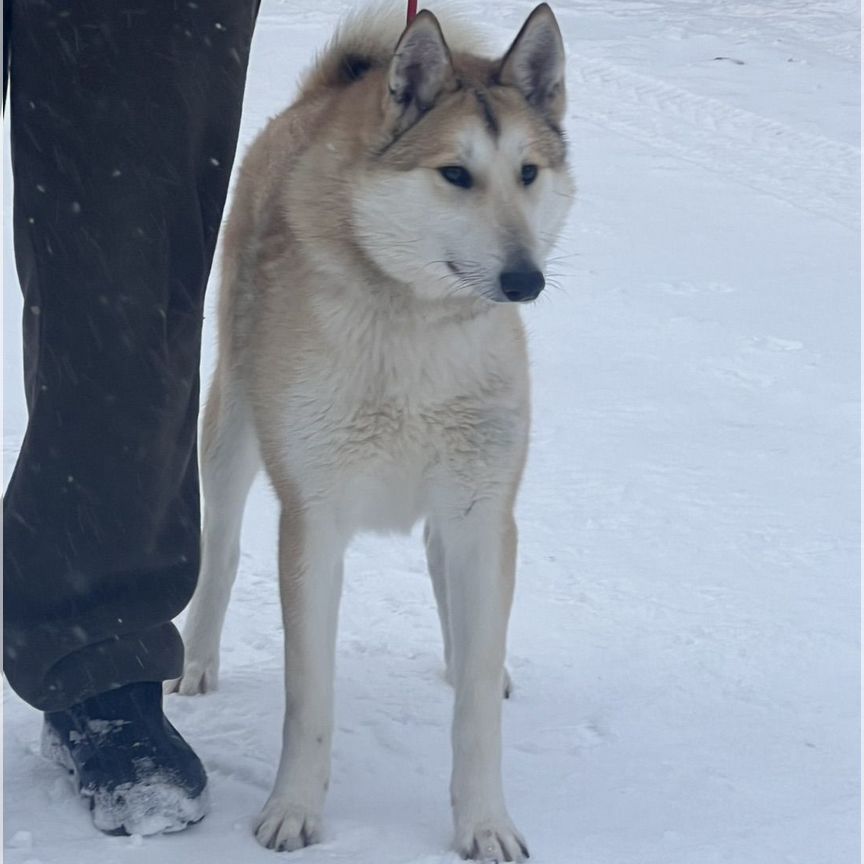 Западно сибирская лайка