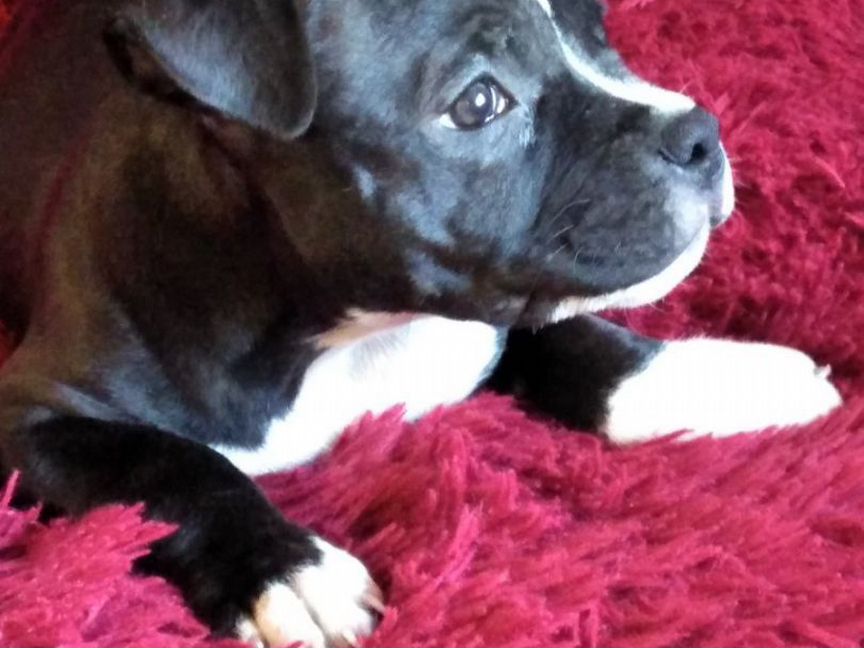 Американский булли покет