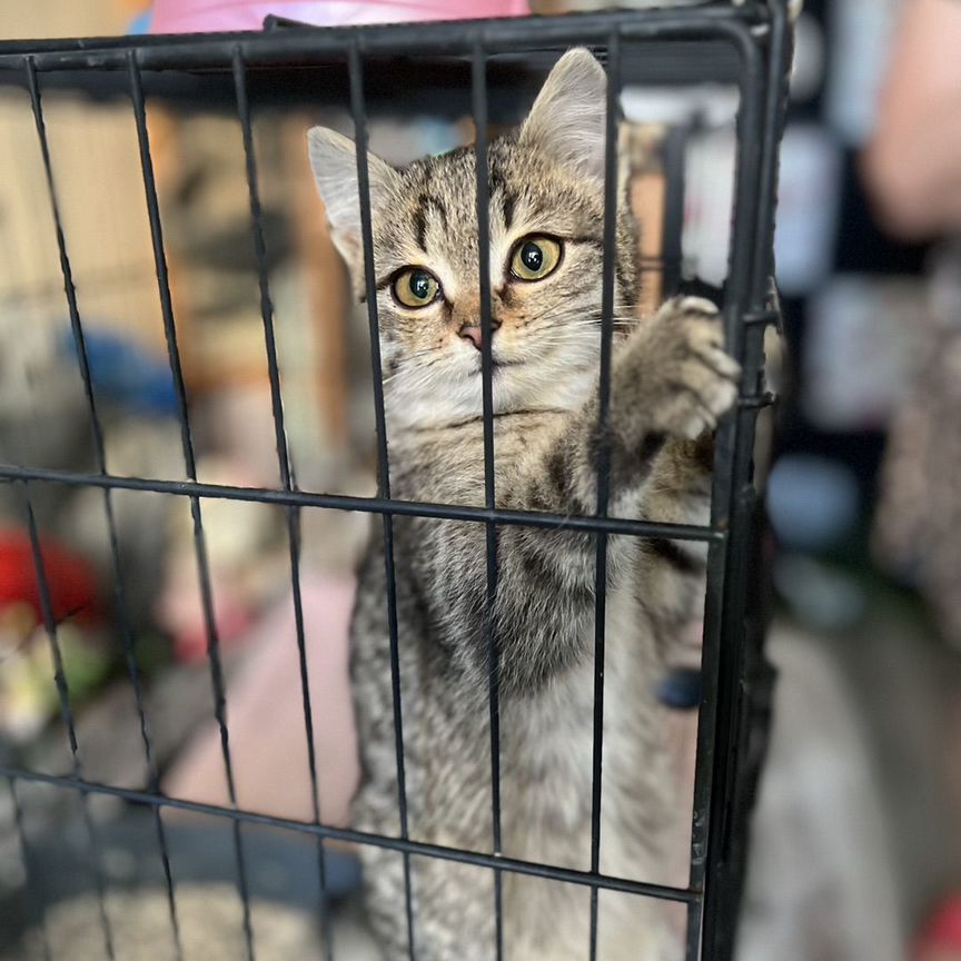 Котенок в добрые руки