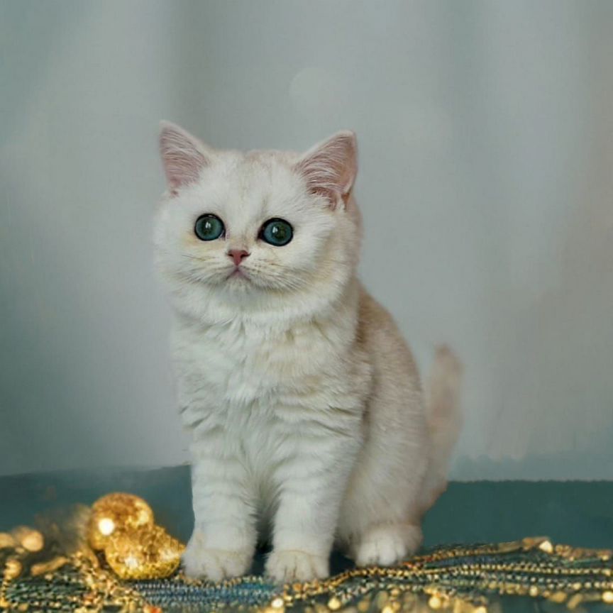 Британские котята