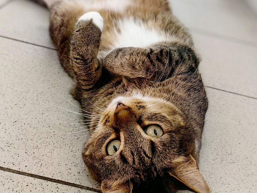 Настоящая русская кошка