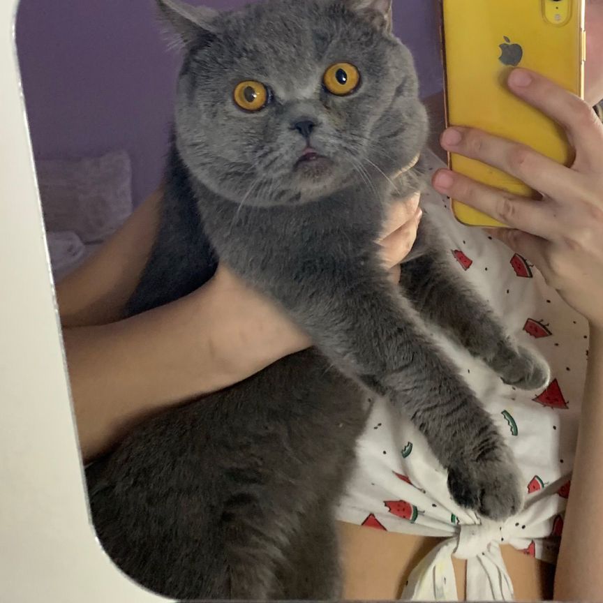 Кот - британец нуждается в доме