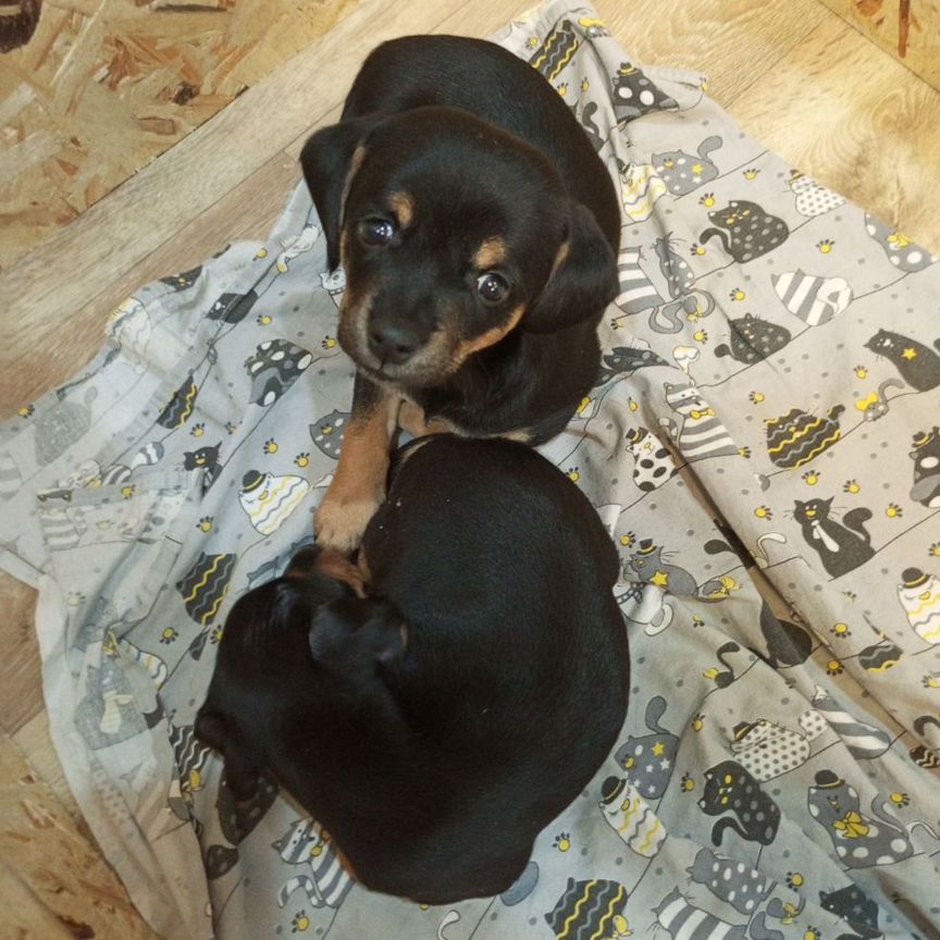 Русский той-терьер, щенок