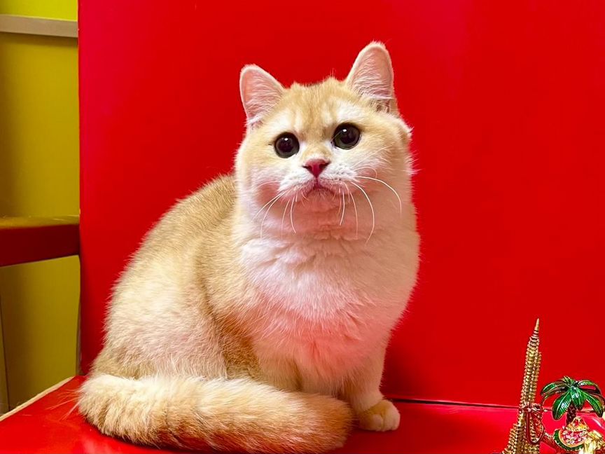 Настоящий британец золотого окраса ny 12