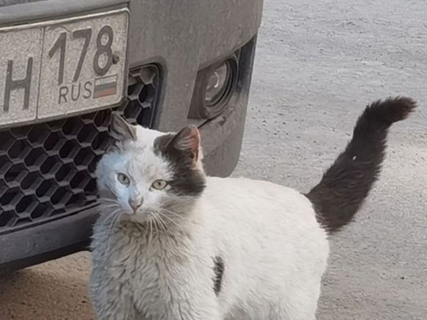 Кот живет под машинами