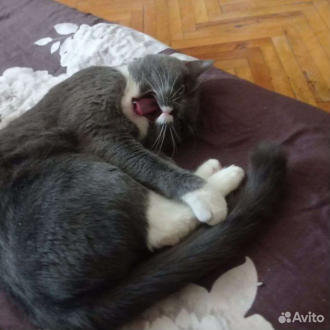 Вязка котик ищет кошечку