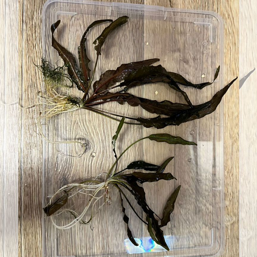 Аквариумные растения прополка