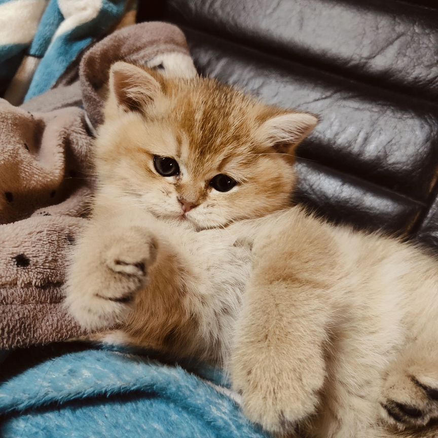 Британские котята золотая шиншилла