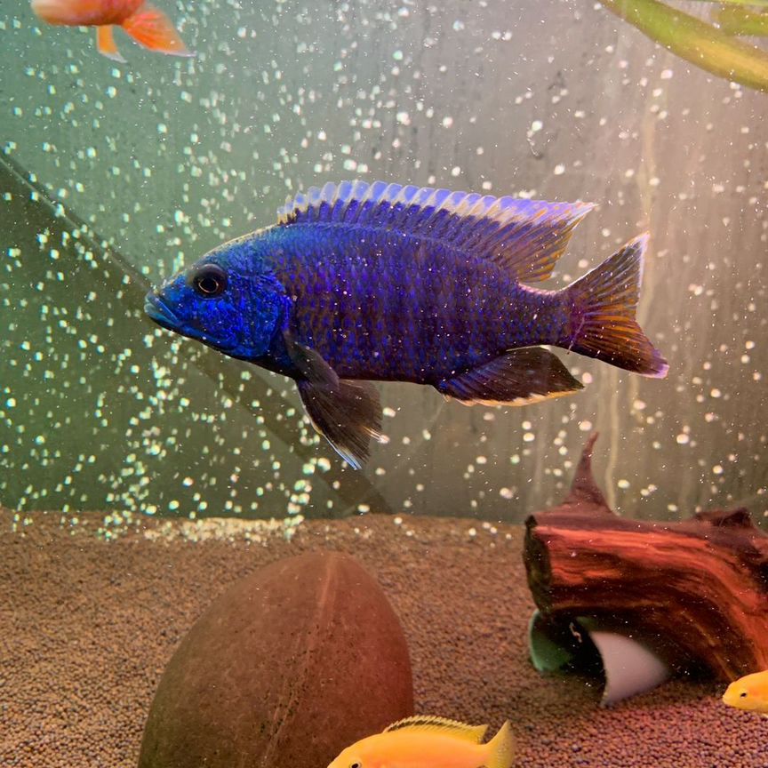 Хаплохромис васильковый