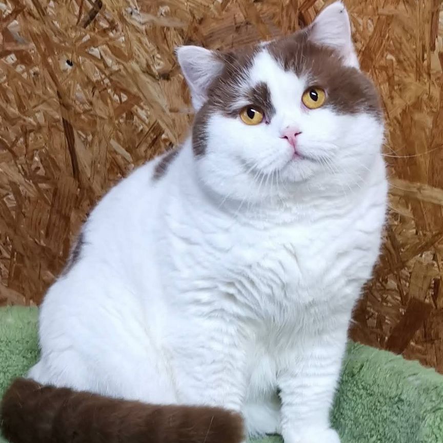 Цинамон с белым