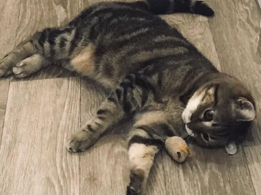 Кошке 13 лет оказалась на улице временно в приюте
