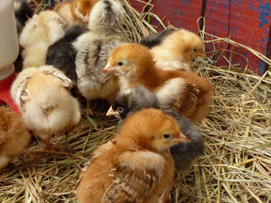 Несушки циплята. Суточник