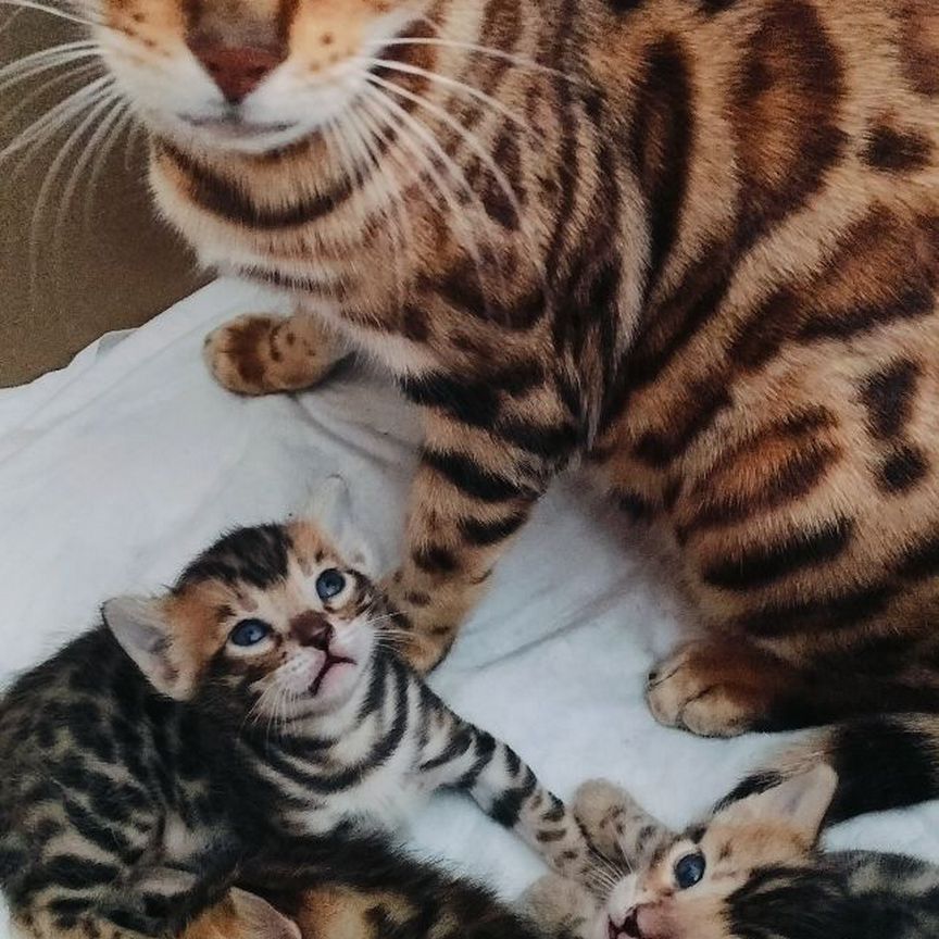Бенгальские котята