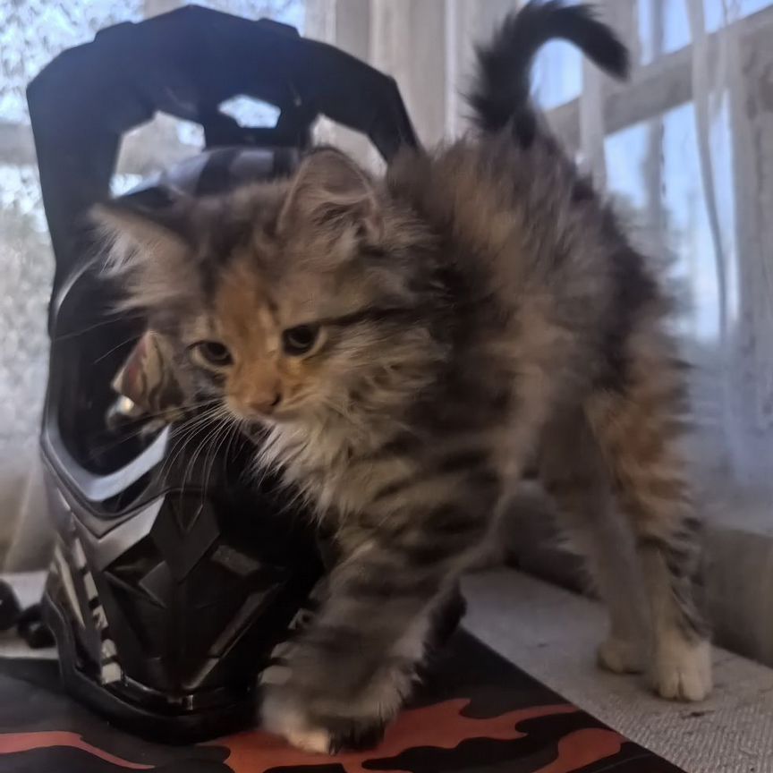 Котенок в добрые руки