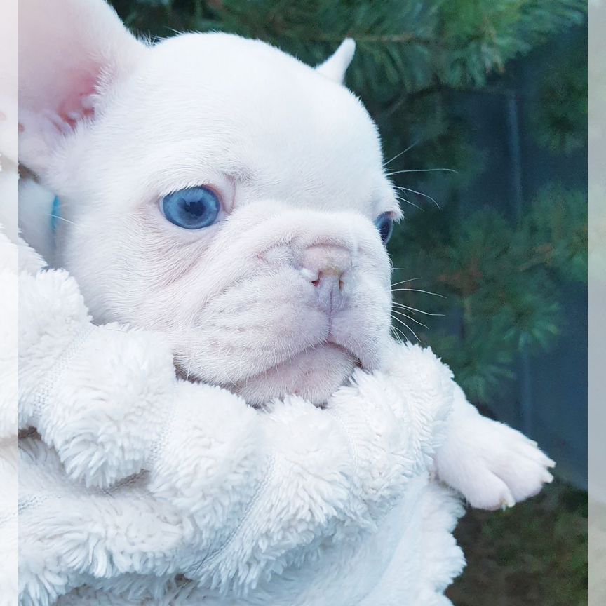 Французский бульдог, щенок