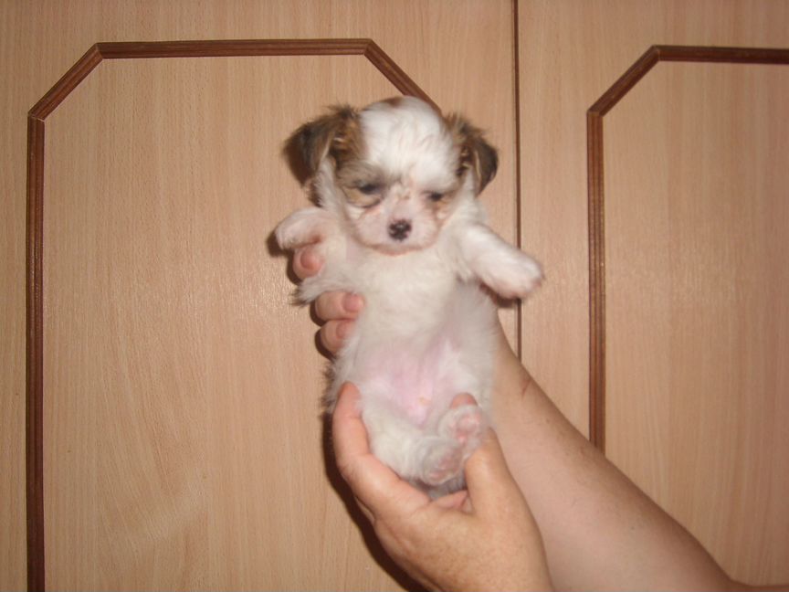 Щенки чихуахуа