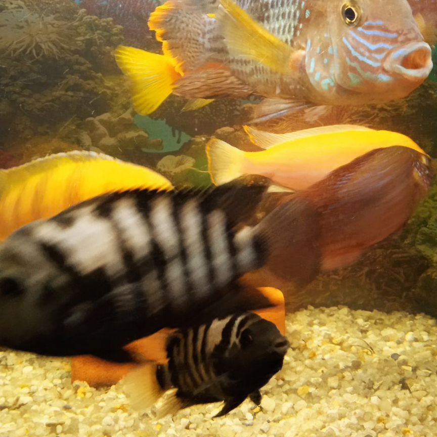 Африканские цихлиды