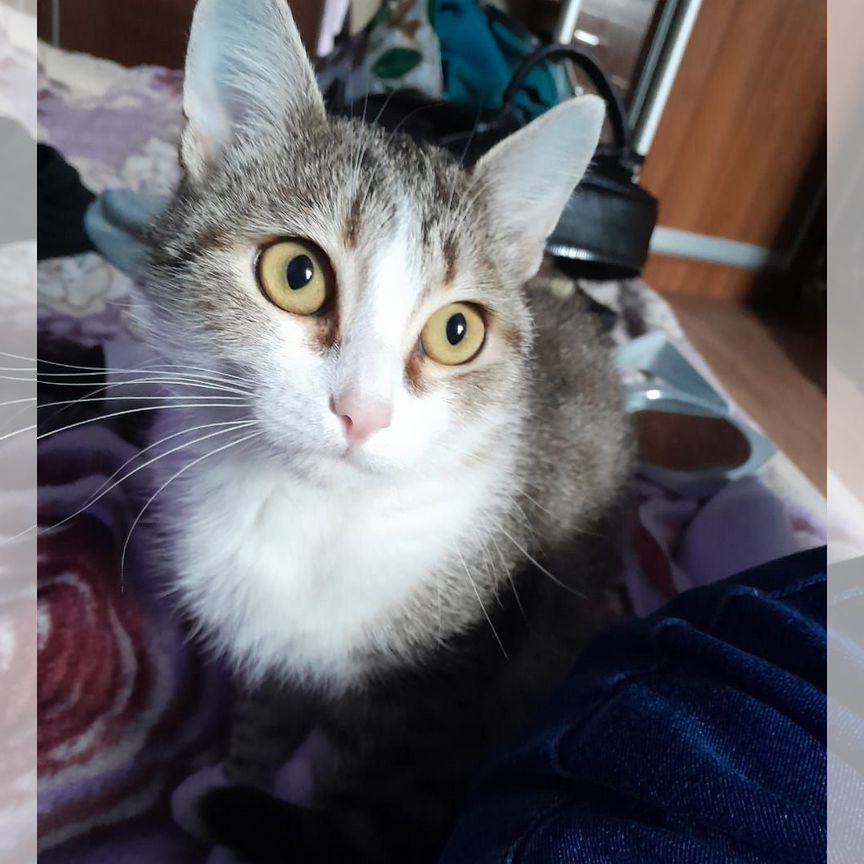 Взрослый кот в добрые руки