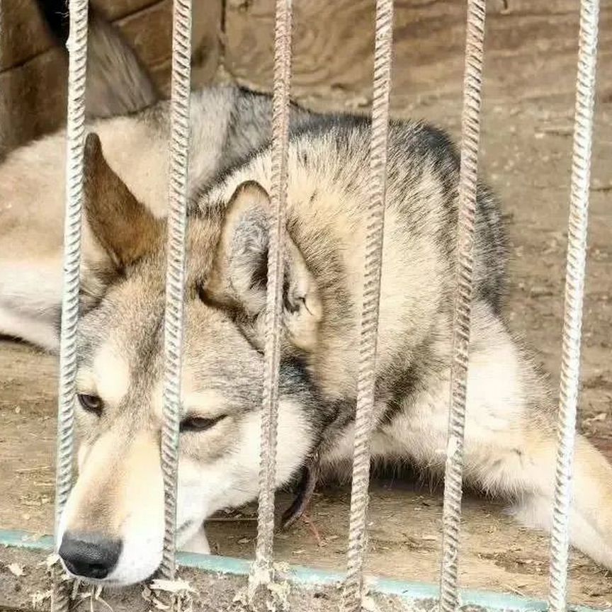 Взрослая собака в добрые руки