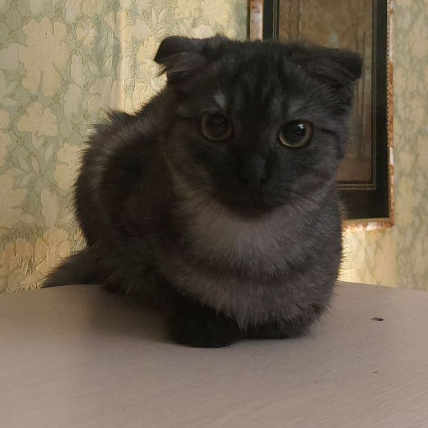 Кошка