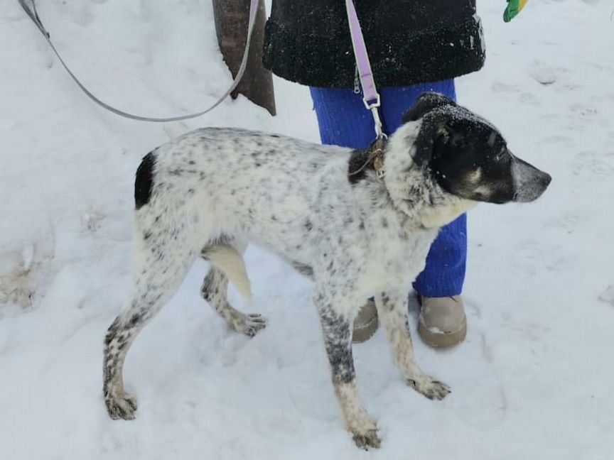 Собака Бин 9 месяцев, охранные качества