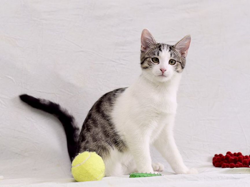 Крис — главный приз Котенок в добрые руки