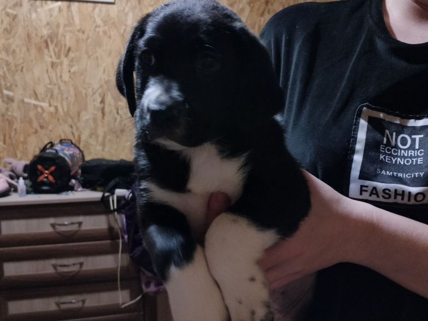 Собака в добрые руки щенок мальчик спаниель