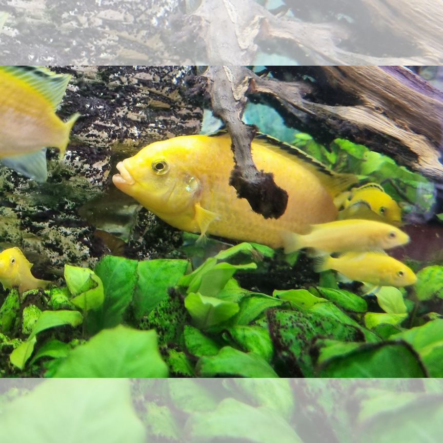 Лабидохромис еллоу