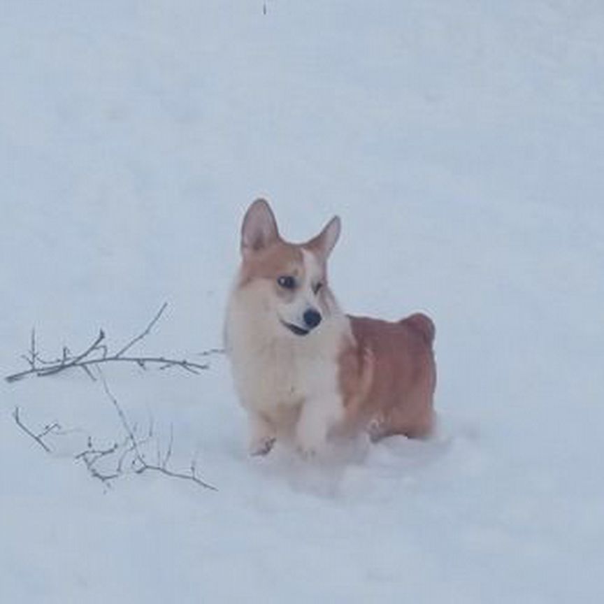 Вельш-корги пемброк мальчик