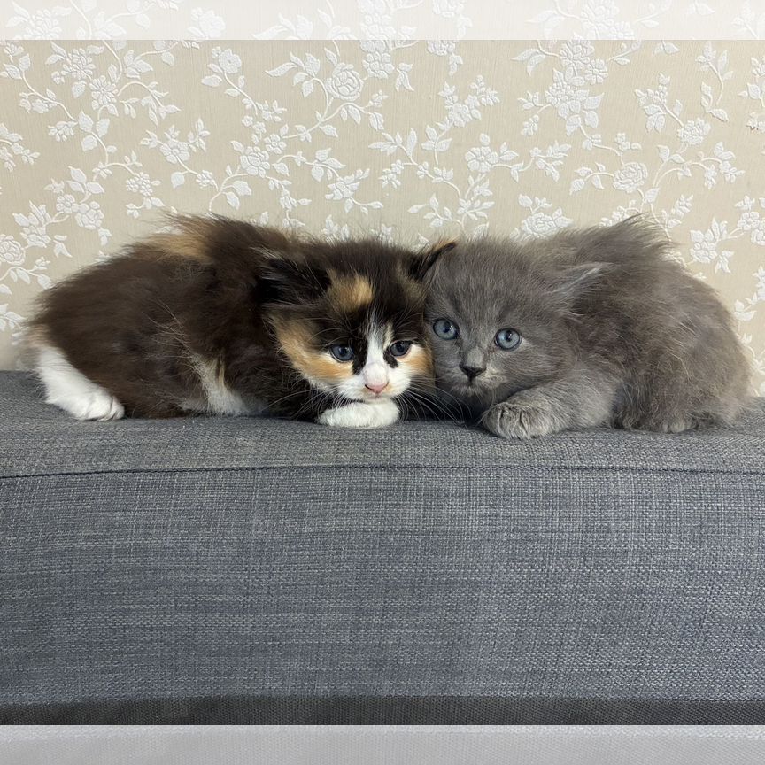 Сибирские Котята